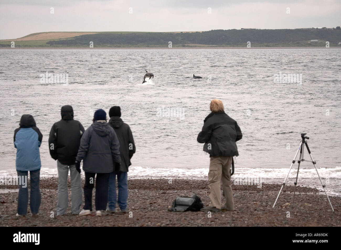 People watching Bottlenose dolphins Tursiops truncatus leaping off ...