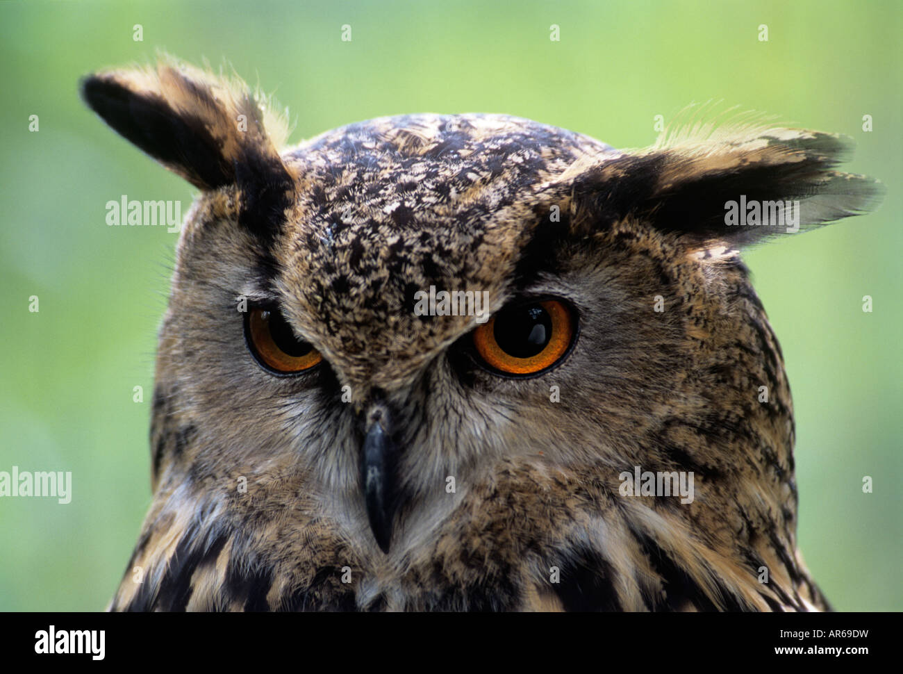 European eagle owl Stock Photo - Alamy
