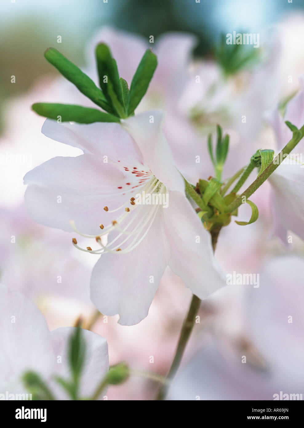 Azalea flower hi-res stock photography and images - Alamy