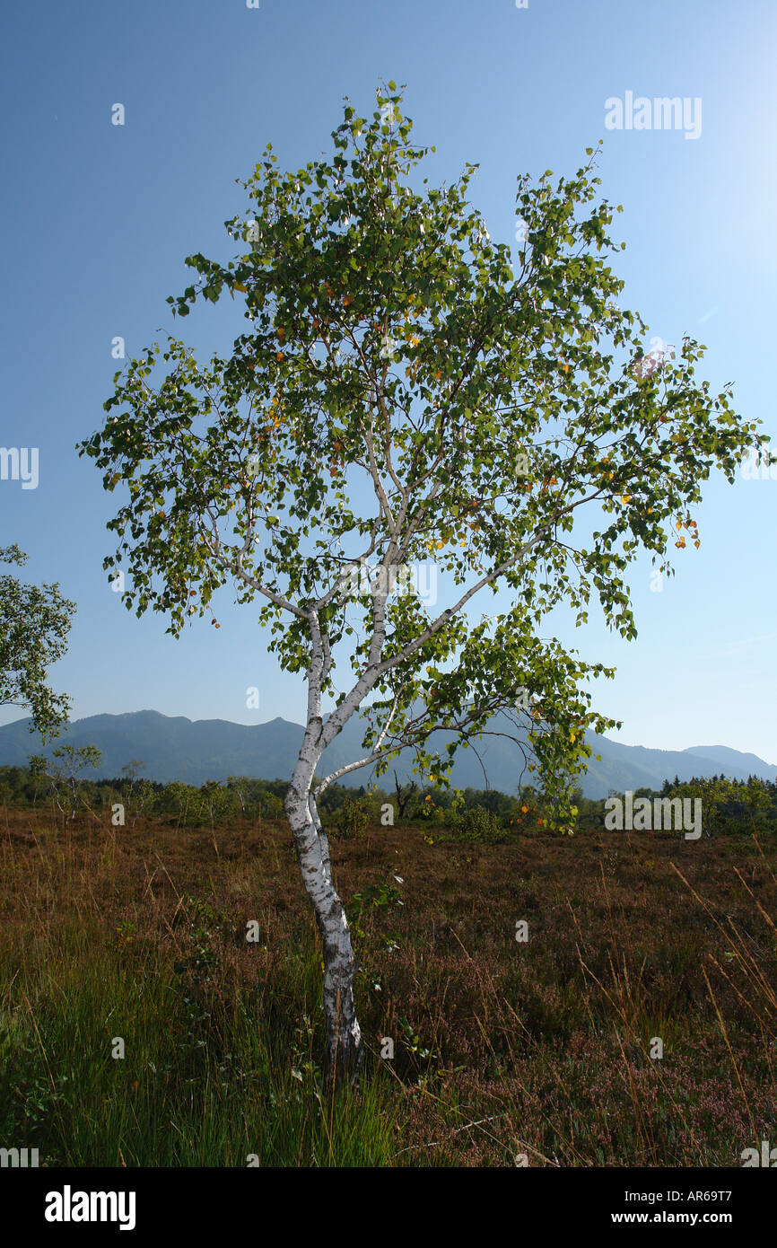 Birch tree Birke Stock Photo - Alamy