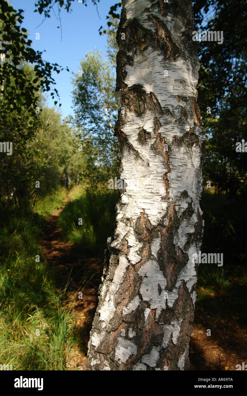 Birch tree Birke Stock Photo - Alamy