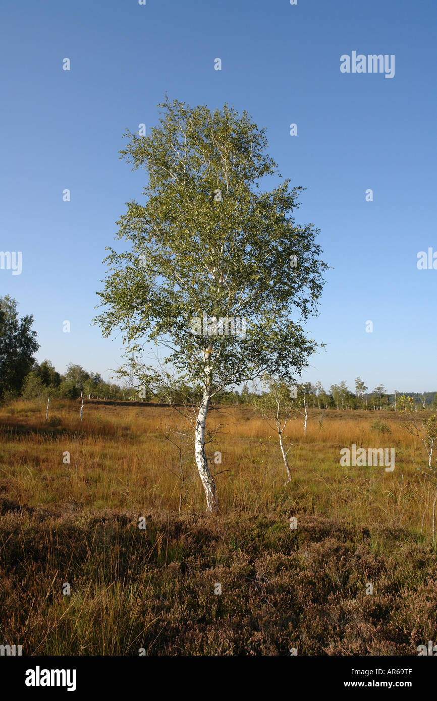 Wetland tree hi-res stock photography and images - Alamy