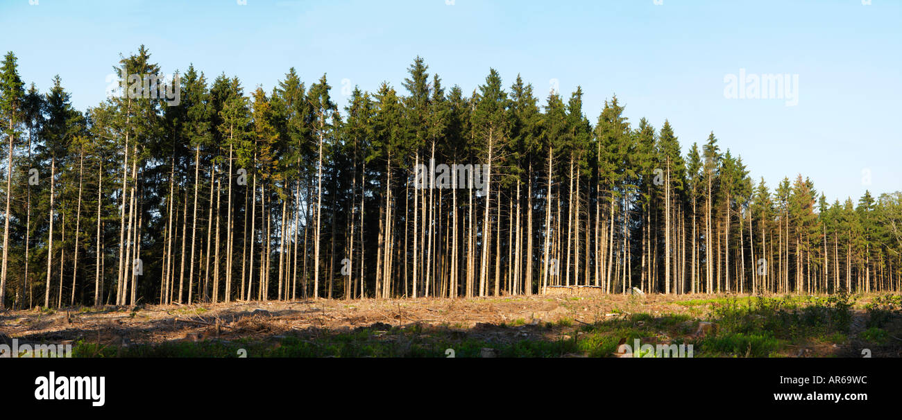 panorama Pine tree forest in Marshland Moorland Chiemgau Bavaria ...