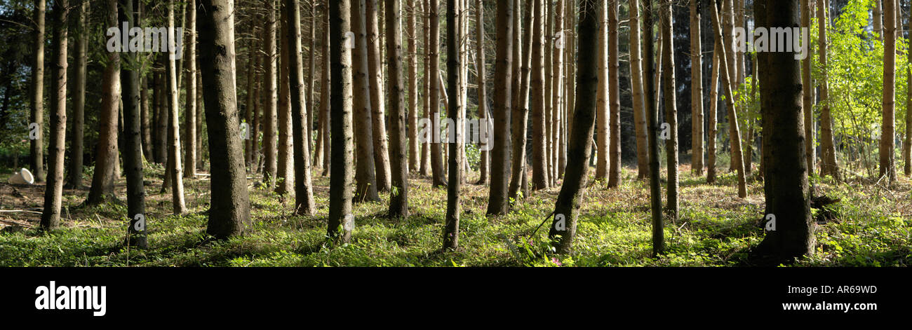 panorama Pine tree forest in Marshland Moorland Chiemgau Bavaria ...