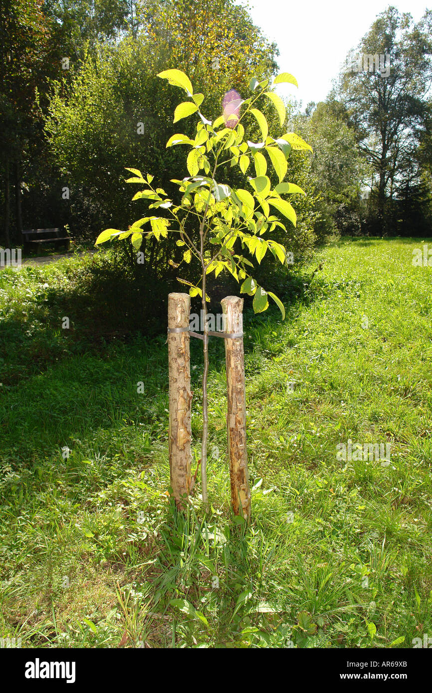 Tree nursery with support Stock Photo - Alamy