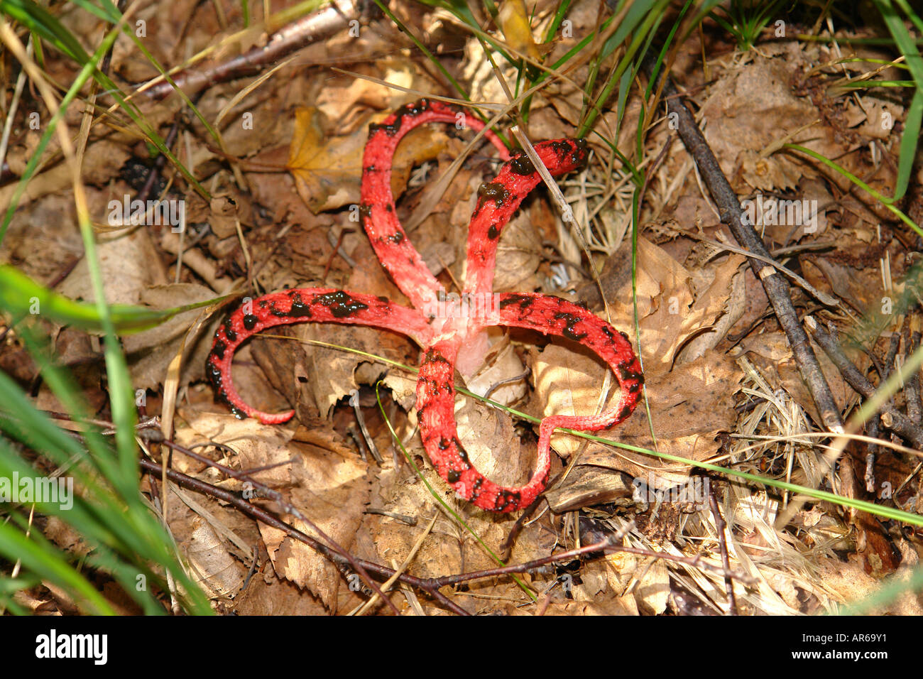 Octopus Stink Horn Anthurus Archeri Clathrus Stock Photo - Alamy