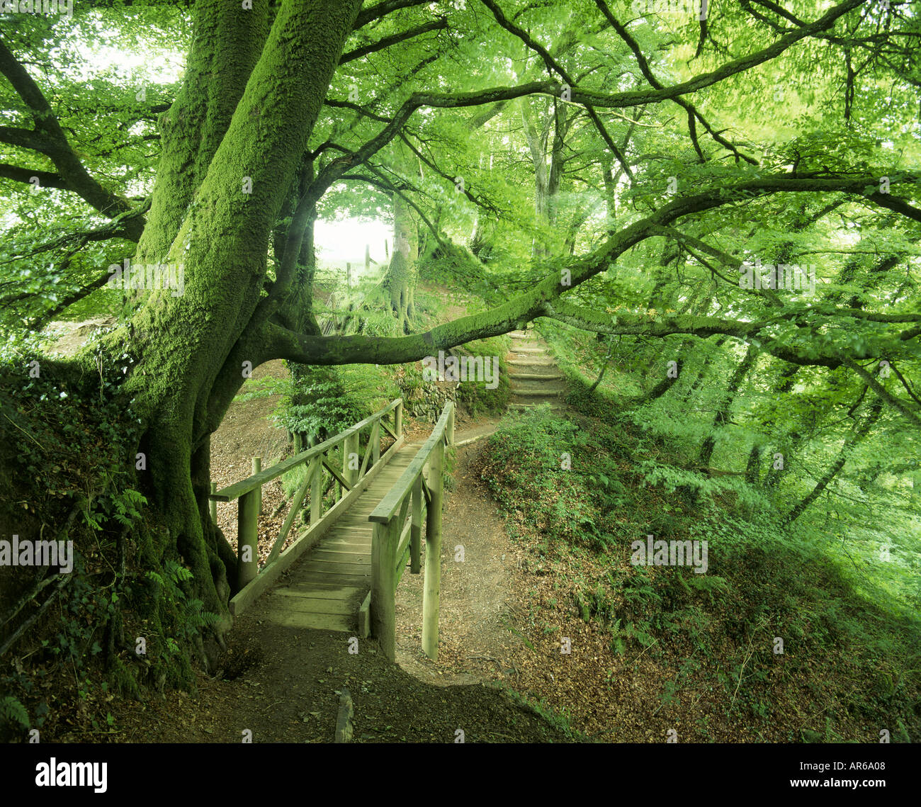 Lydford gorge devon hi-res stock photography and images - Alamy