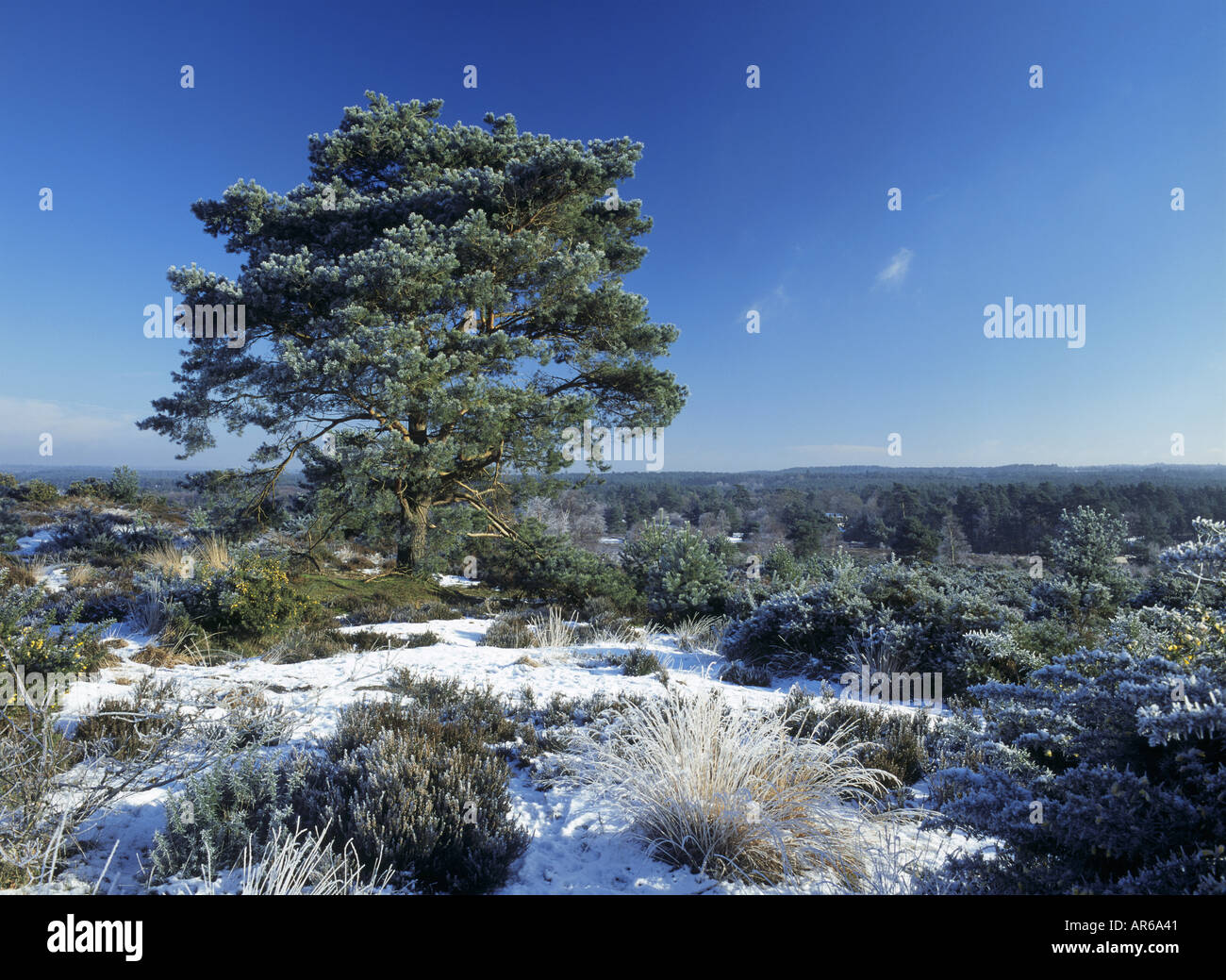 Frensham common hi-res stock photography and images - Alamy