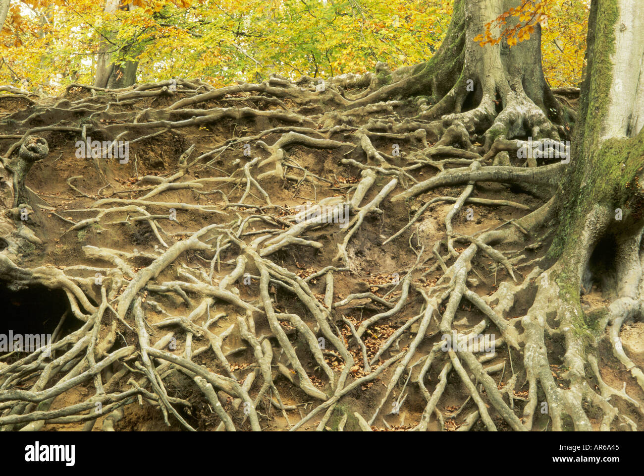 A Common Beech Fagus sylvatica with root system above ground at ...