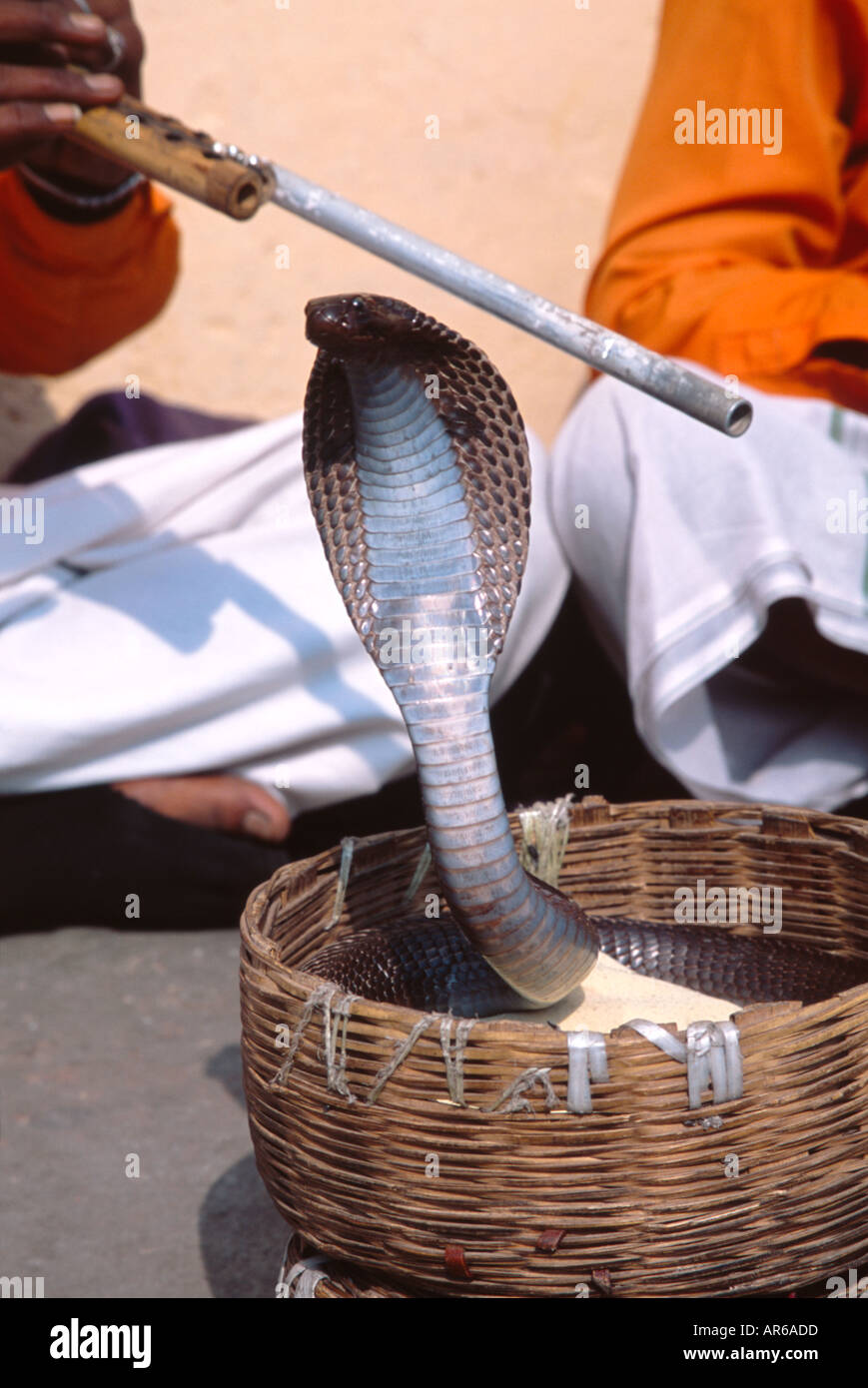 Cobra Snake charmer outside city palace Jaipur Rajasthan India Stock ...