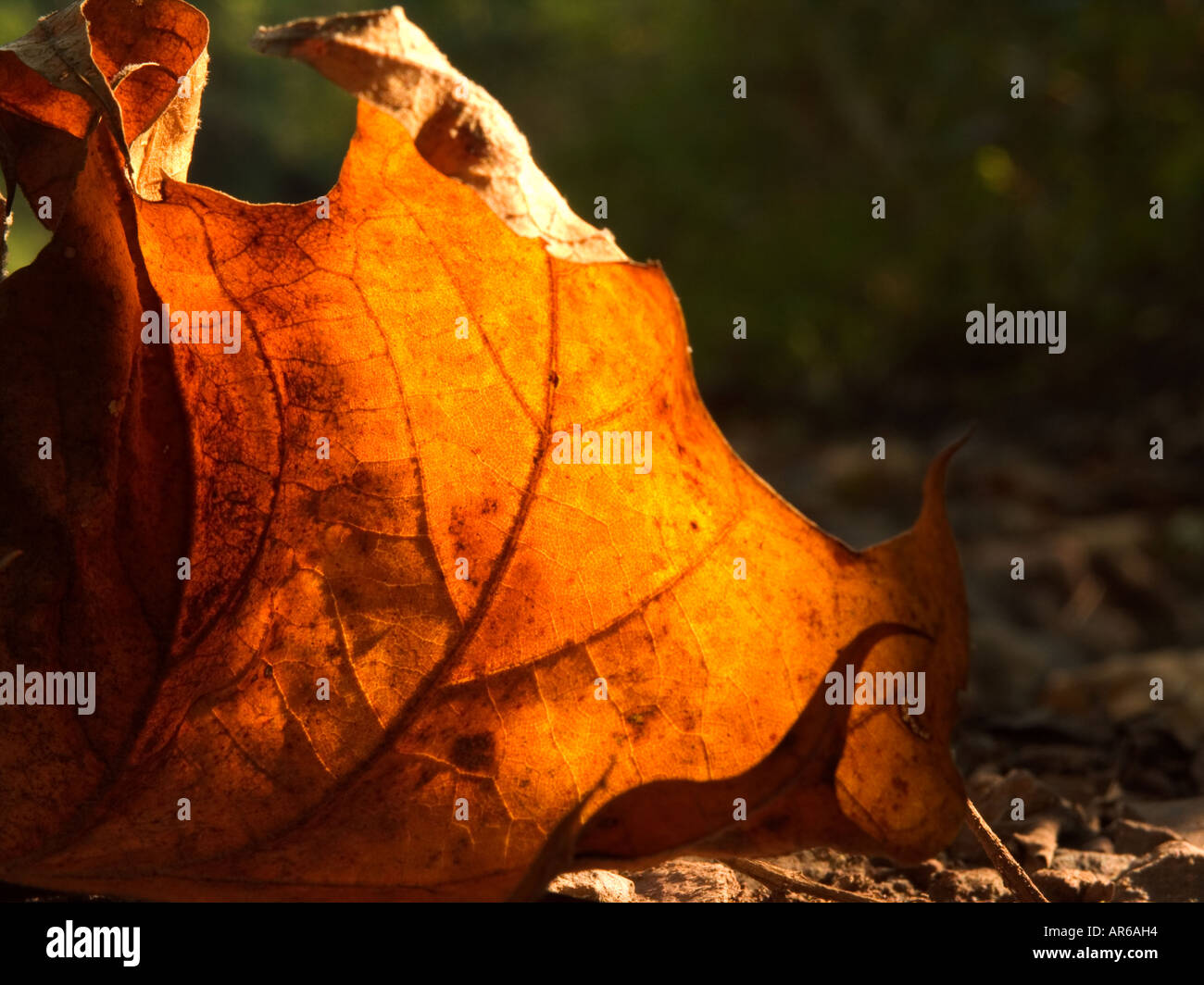 Orange glowing closeup of fallen maple leaf in blurred woodland setting ...