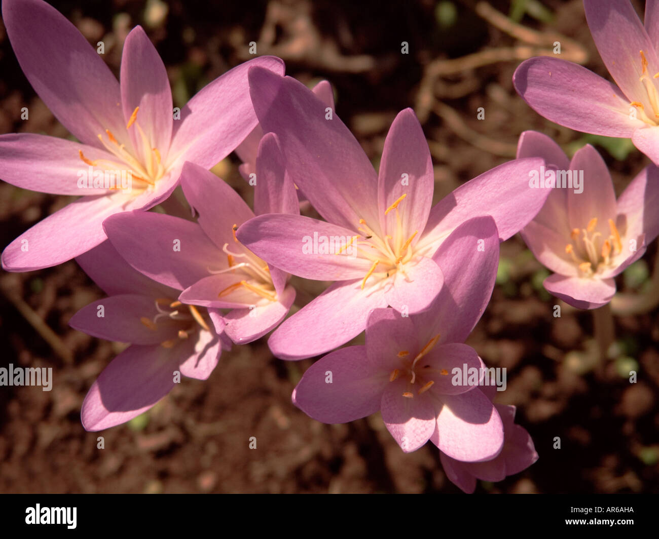 Group autumn crocus flowers hi-res stock photography and images - Alamy