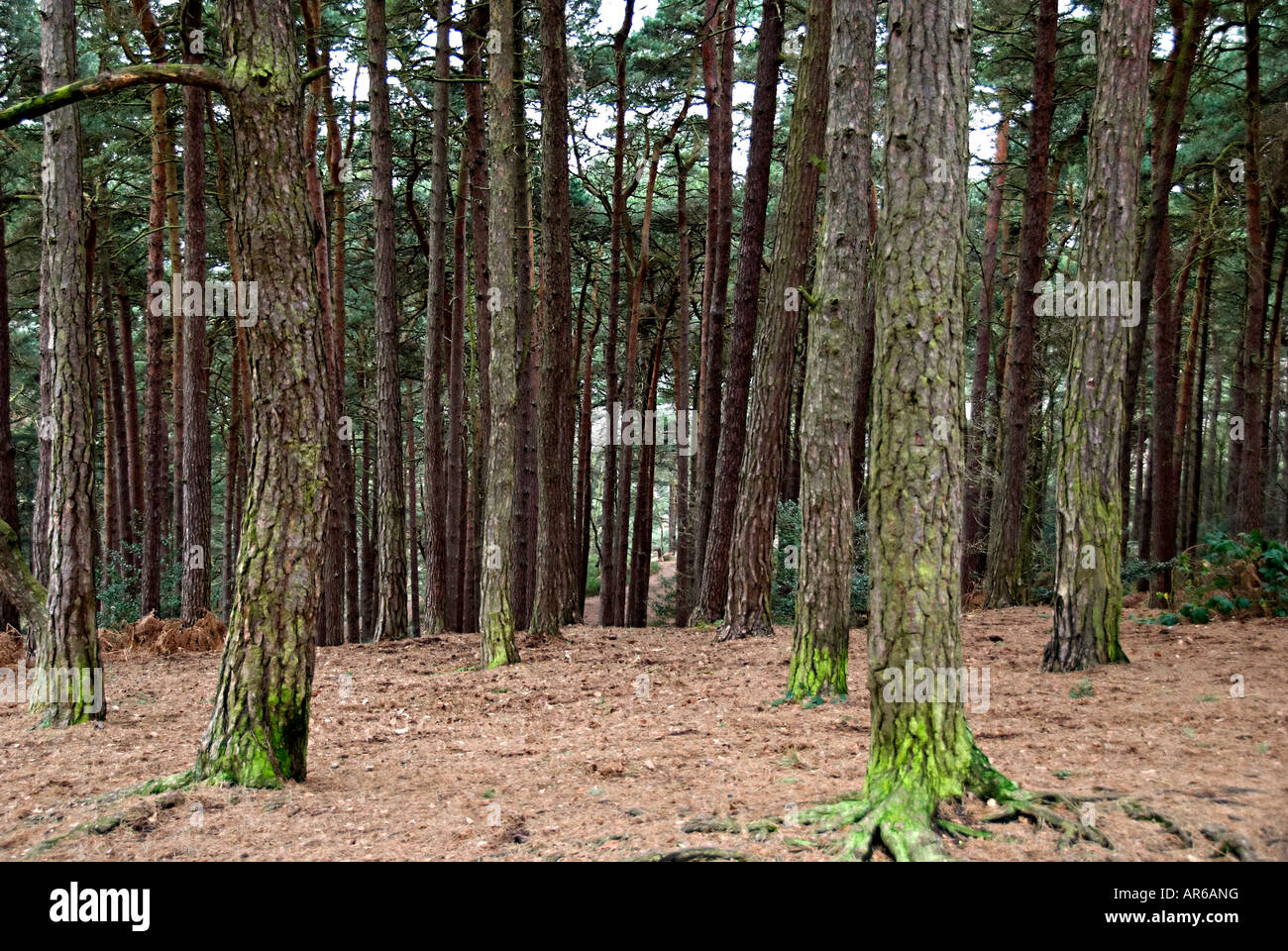 a local small forest with tall trees clumped together Stock Photo - Alamy