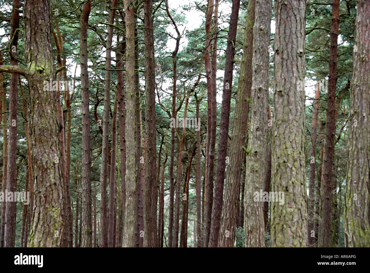 a local small forest with tall trees clumped together Stock Photo - Alamy