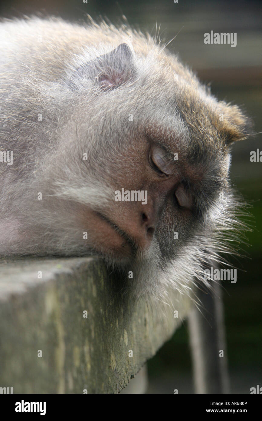 Monkey lazy hi-res stock photography and images - Alamy