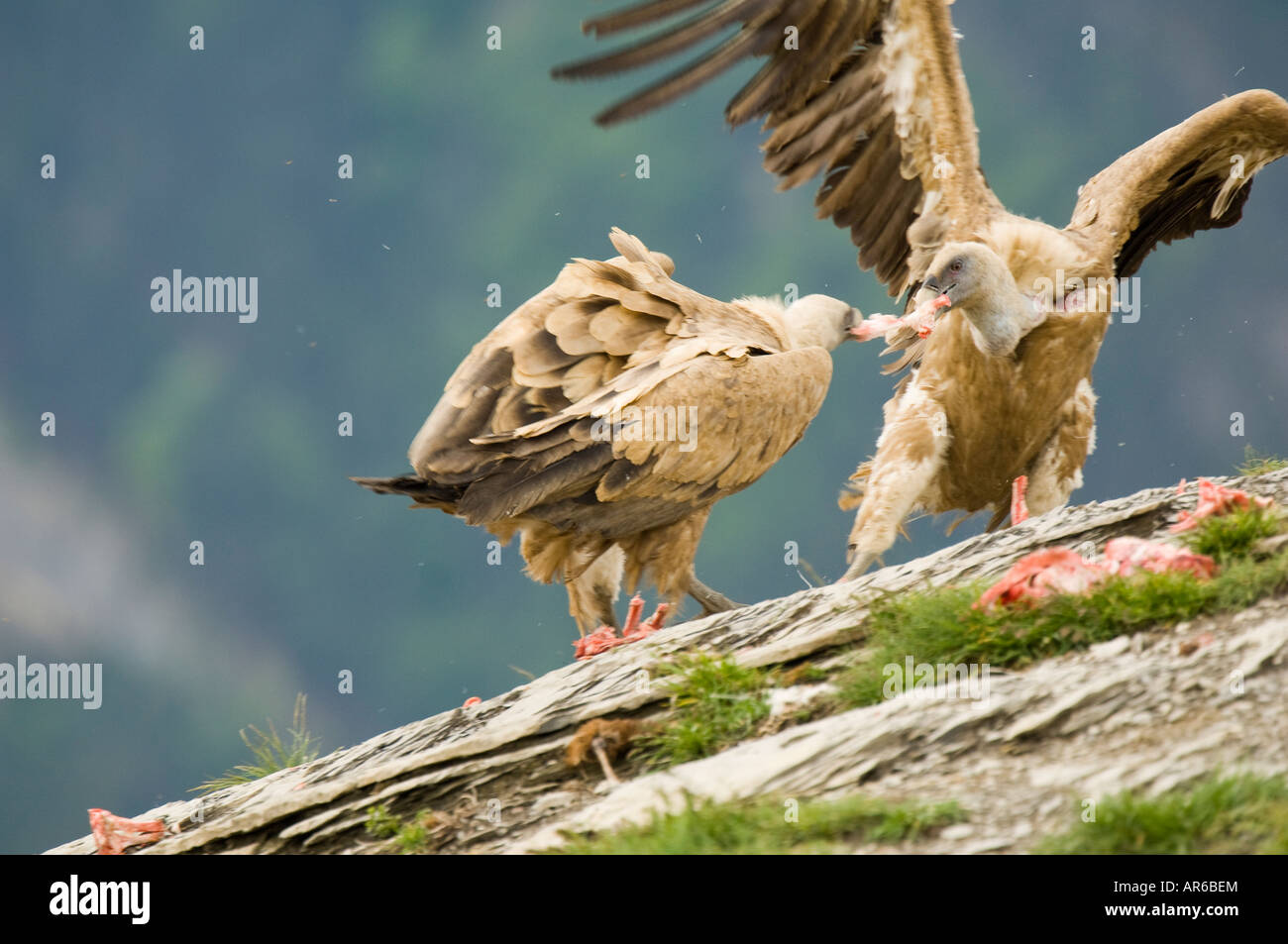 Raven fighting hi-res stock photography and images - Alamy