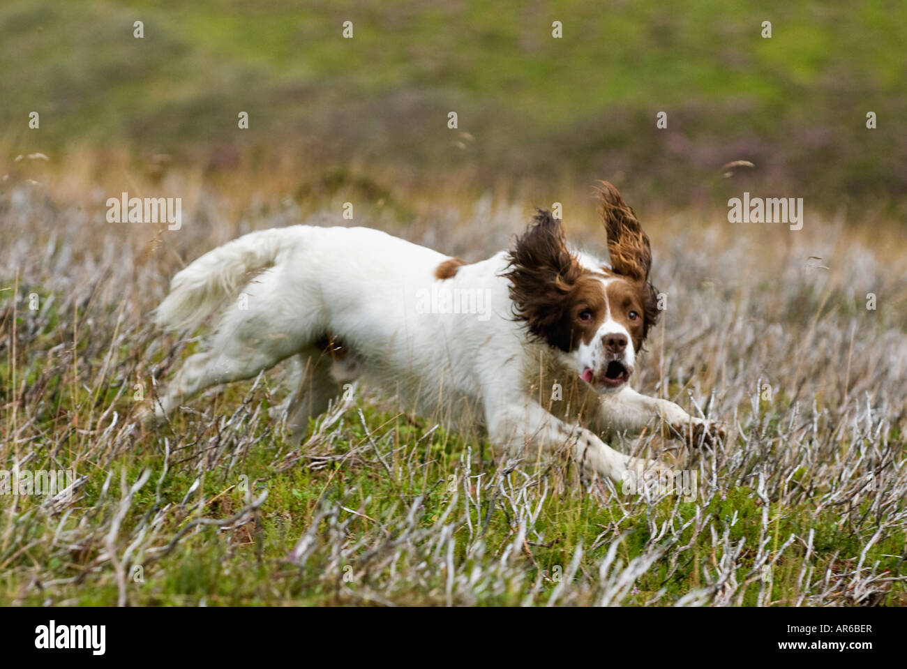 English springer spaniel dog hi-res stock photography and images - Alamy