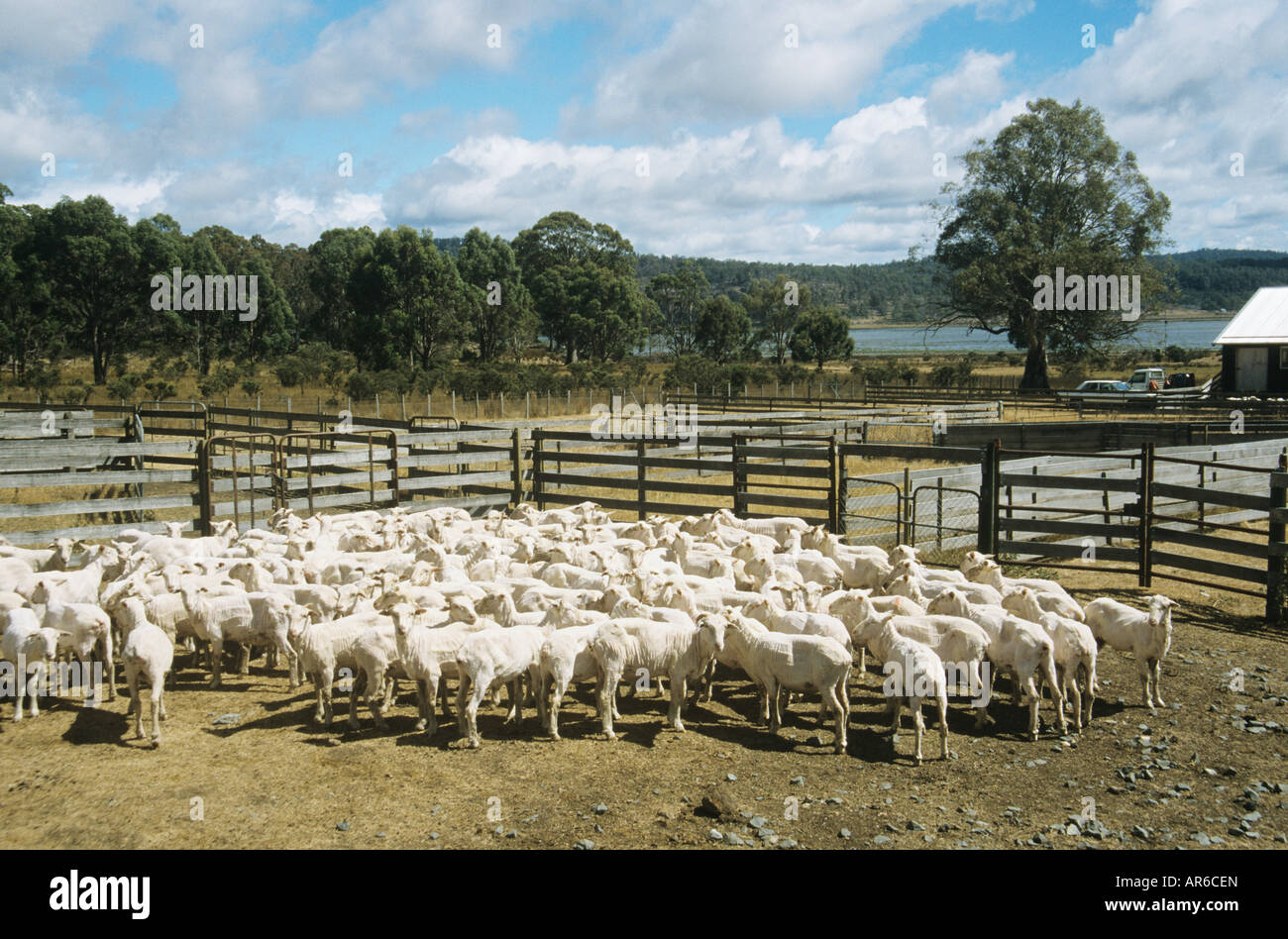 Flock of sheep Stock Photo - Alamy