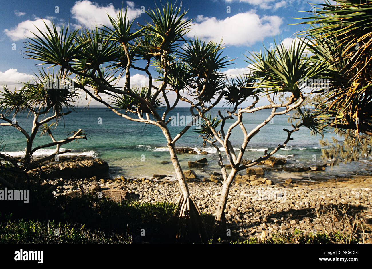 Noosa beach australia Stock Photo - Alamy
