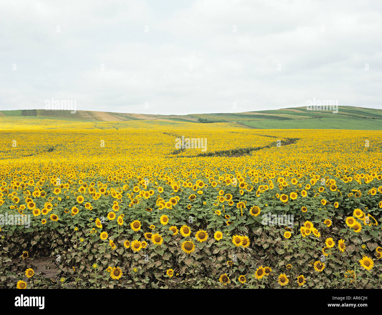 Field of sunflowers in romania Stock Photo - Alamy