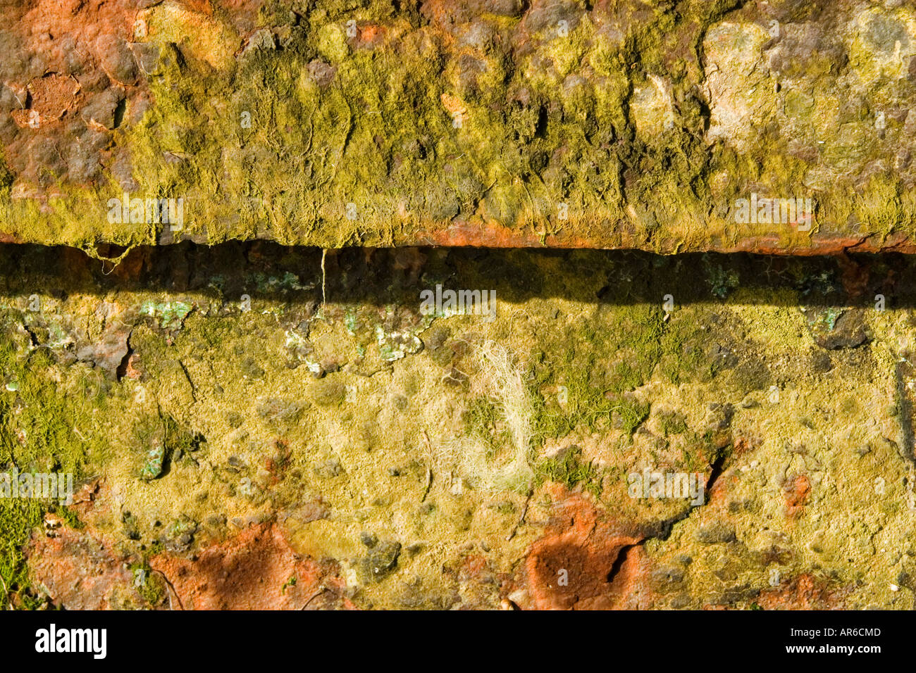 an abstract view moss and lichens growing on a rusty peice of metal ...