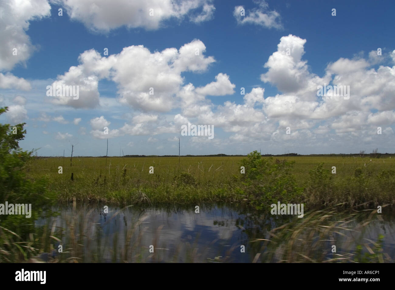 The Everglades in Florida a lush environment full of wildlife USA Stock ...