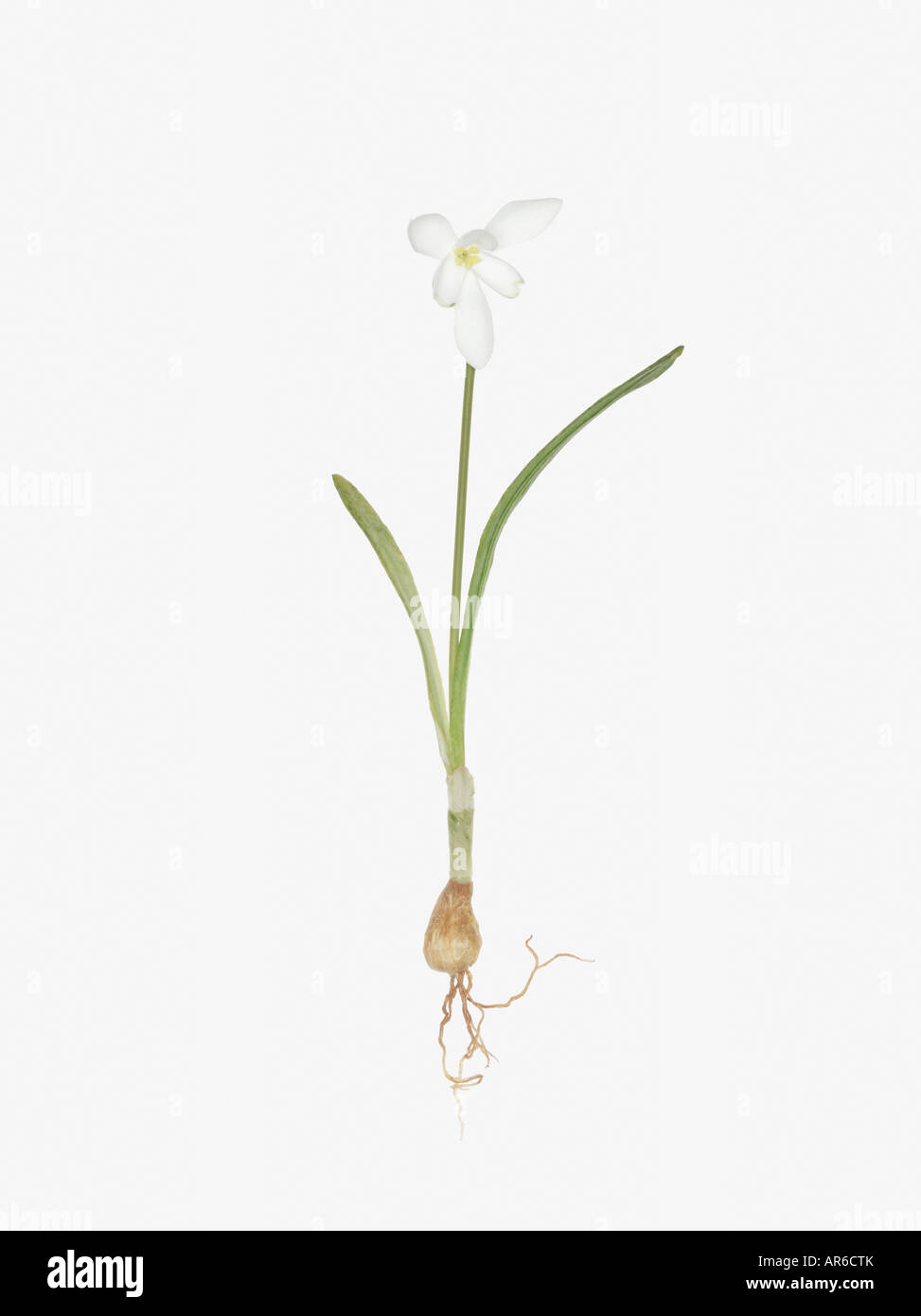 Snowdrop foliage Cut Out Stock Images & Pictures - Alamy