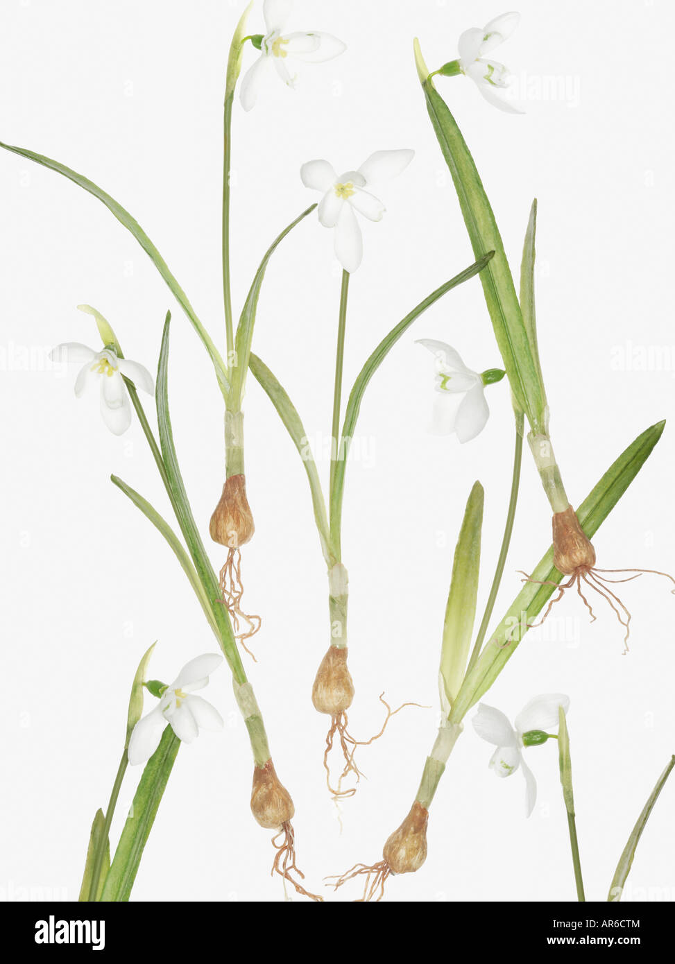 Small group of snowdrops hi-res stock photography and images - Alamy