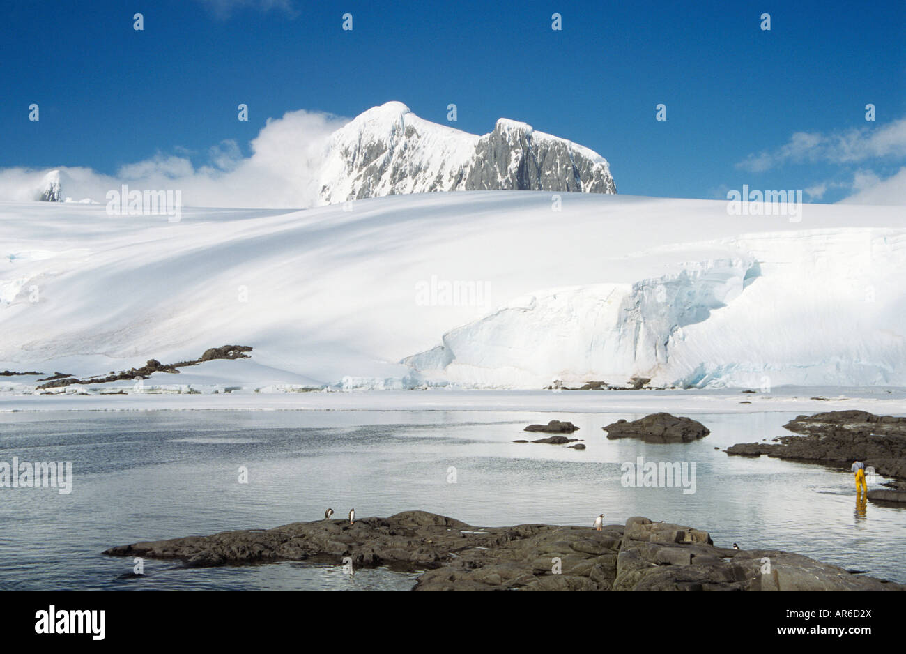 Antarctic species hi-res stock photography and images - Alamy