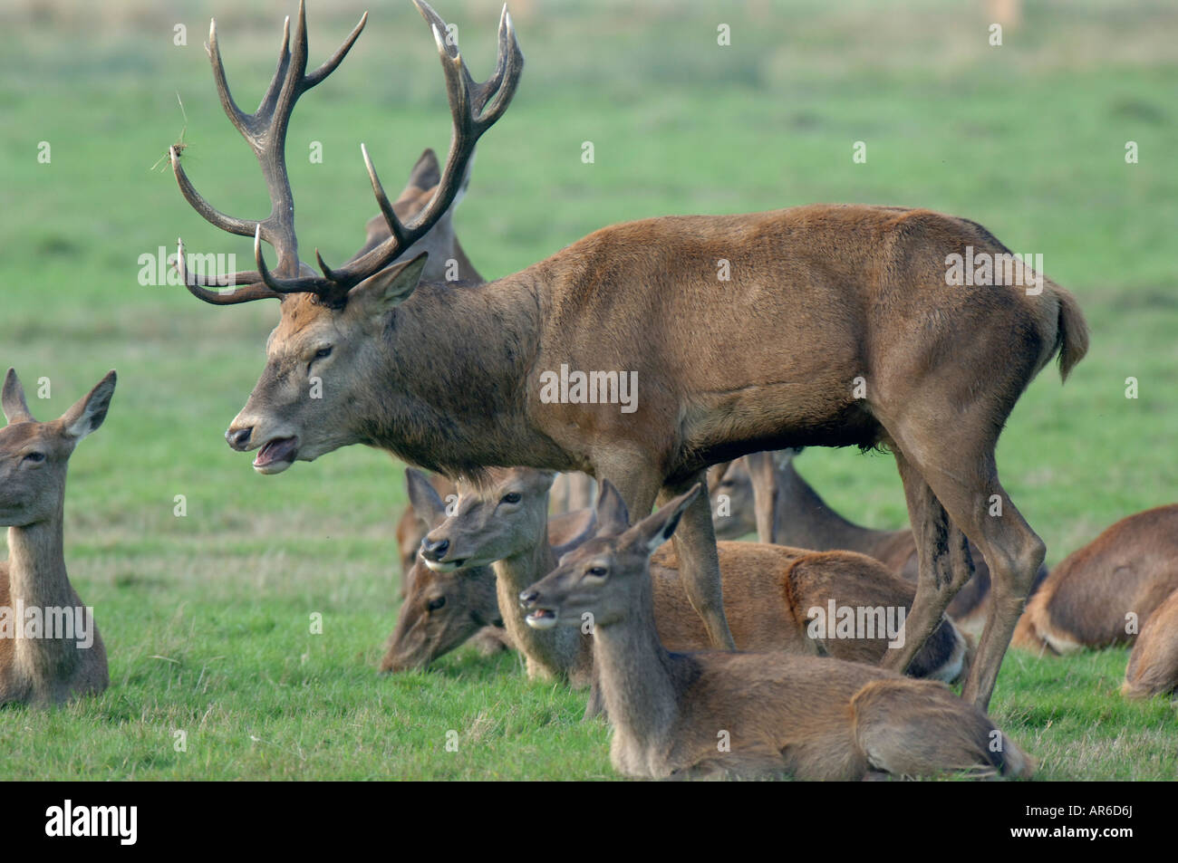 A red deer during the rutting season in Richmond Park, London, England ...