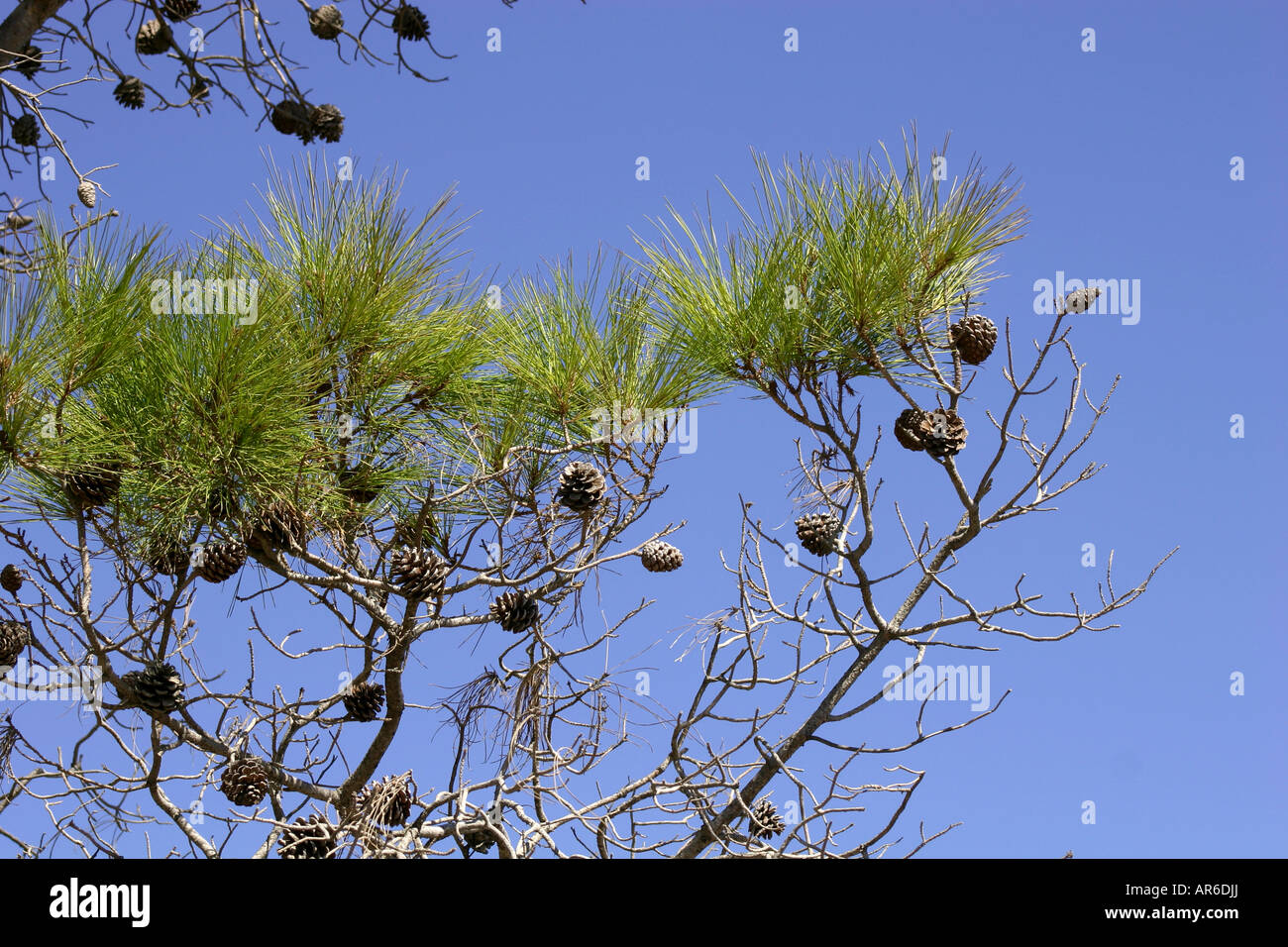 pine cone tree Stock Photo - Alamy