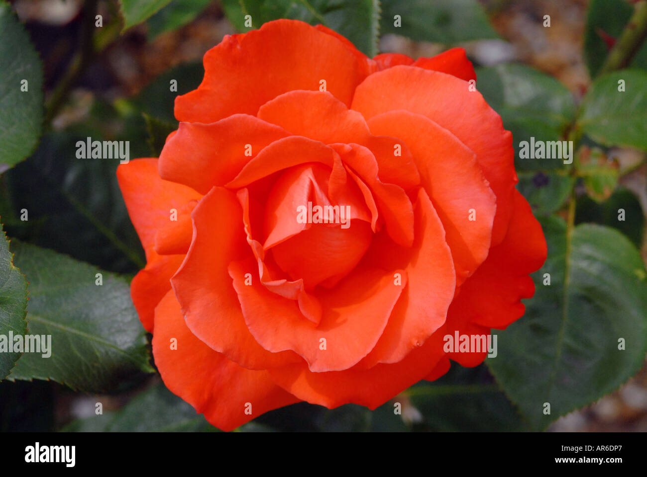 ALEXANDER is a hybrid tea rose Stock Photo - Alamy