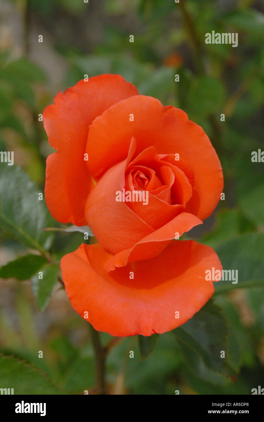 ALEXANDER is a hybrid tea rose Stock Photo - Alamy