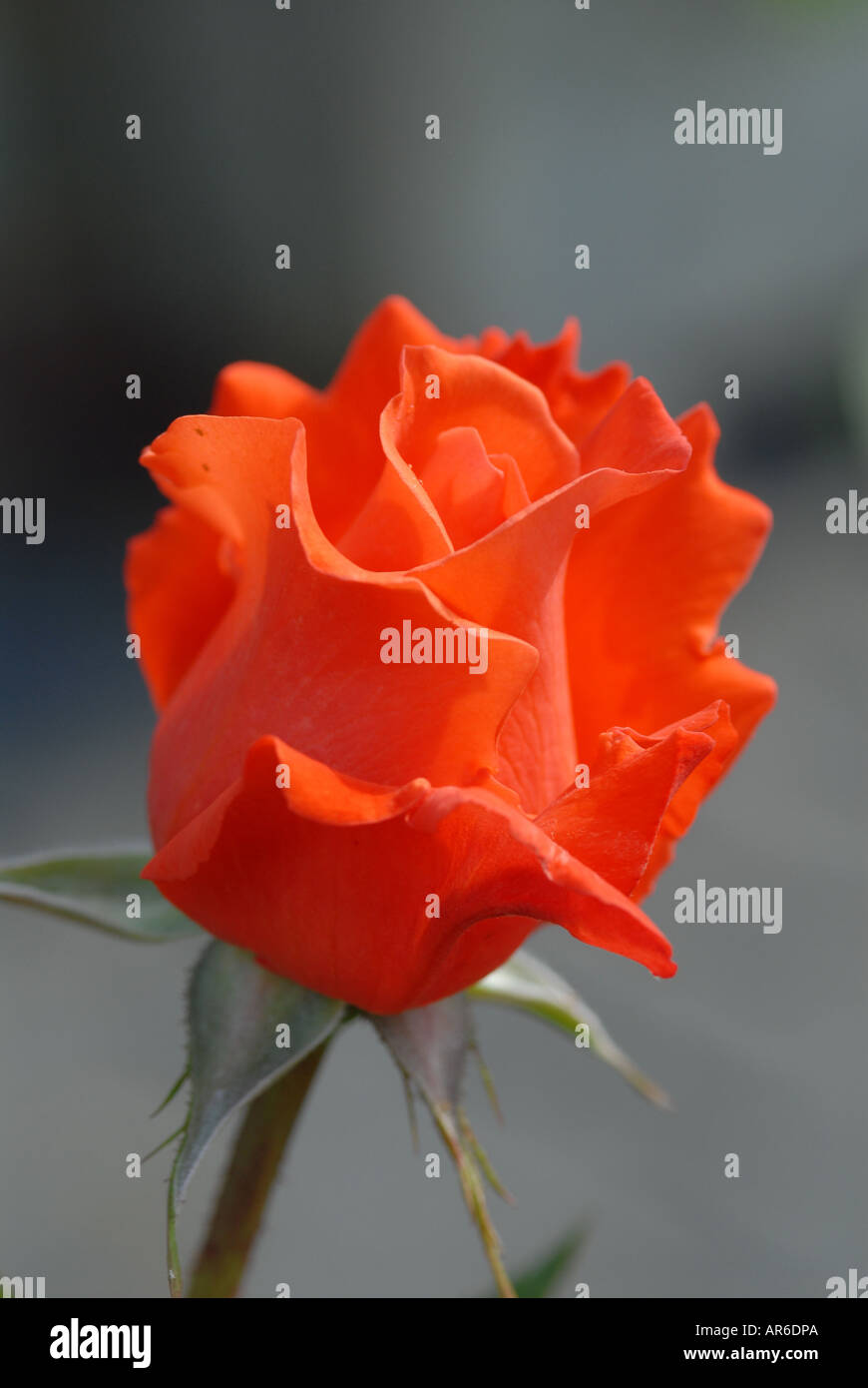 ALEXANDER is a hybrid tea rose Stock Photo - Alamy
