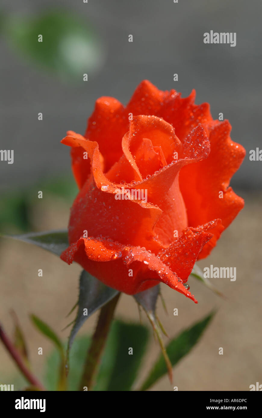 ALEXANDER is a hybrid tea rose Stock Photo - Alamy