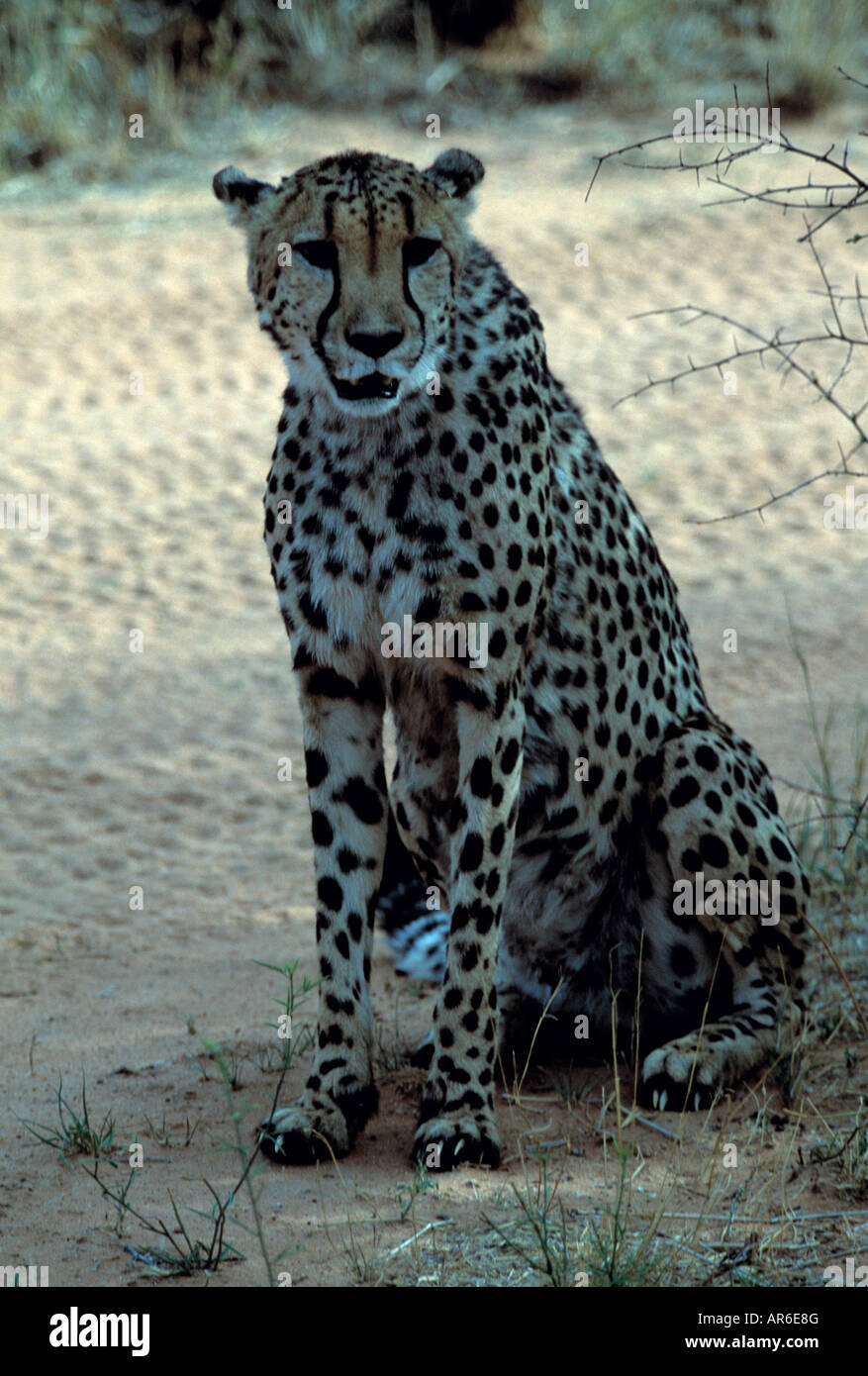 Cheetah sitting upright hi-res stock photography and images - Alamy