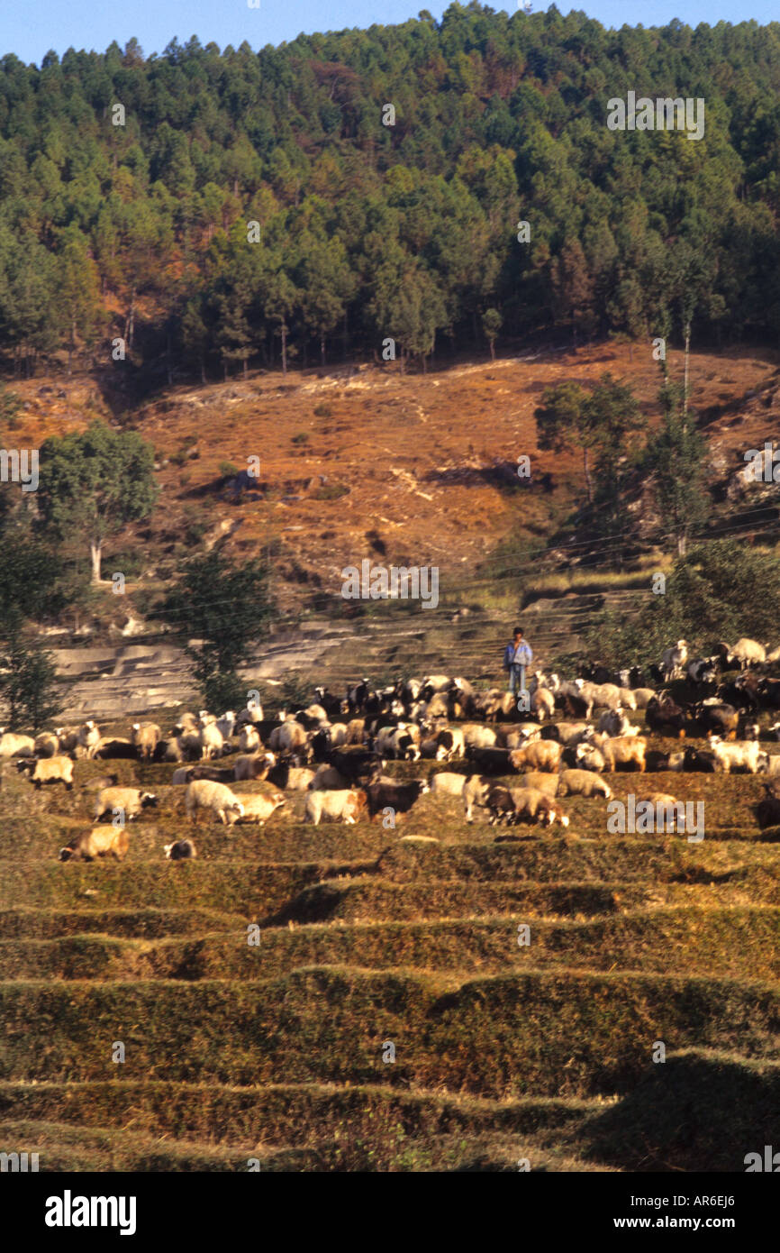 Vista of the ancient layered rice fields of farming near Mt Everest in ...