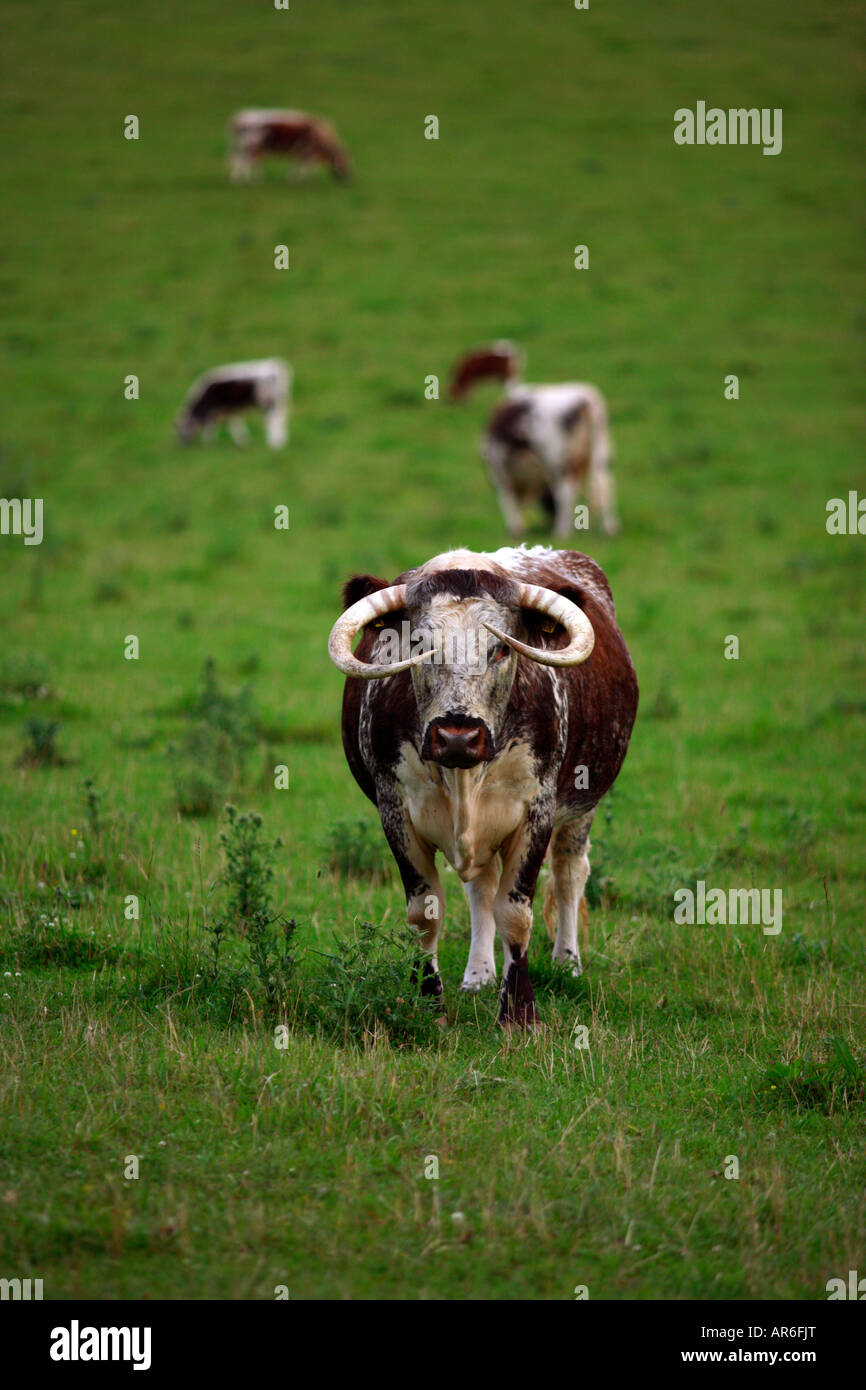 Selective breeding cattle hi-res stock photography and images - Alamy