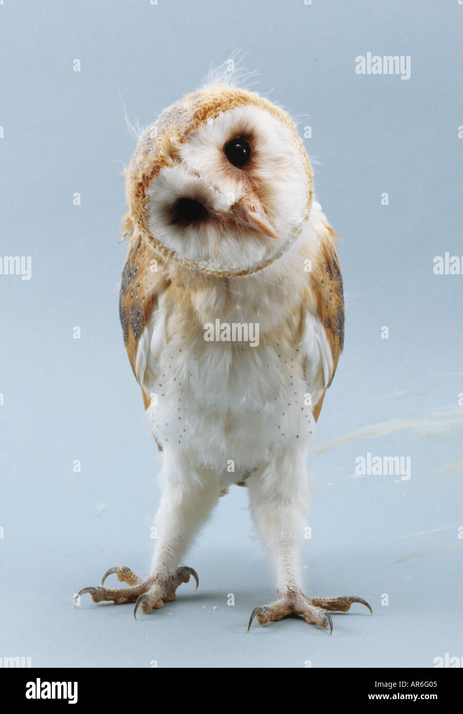 Forward facing barn owl twists its head with its wings down by its side ...