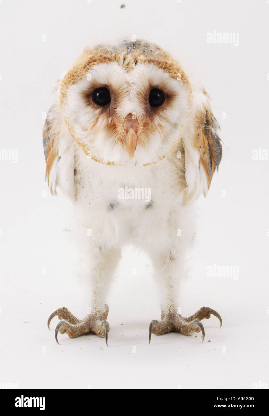 Peering bird hi-res stock photography and images - Alamy