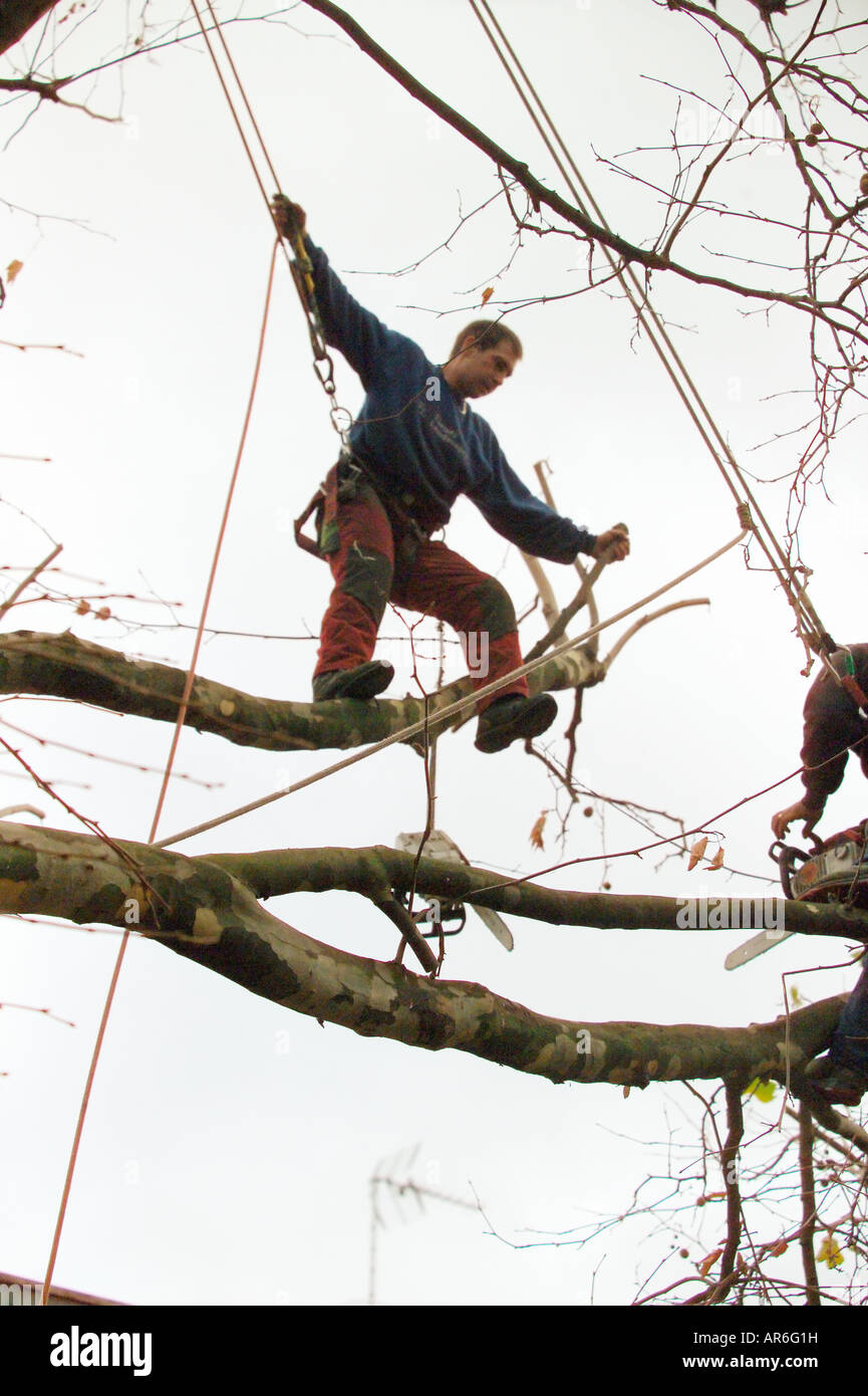 Tree-surgeons pollarding tree Stock Photo - Alamy
