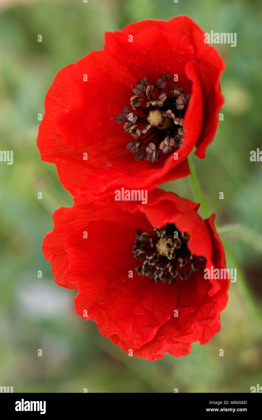 Poppy couple hi-res stock photography and images - Alamy