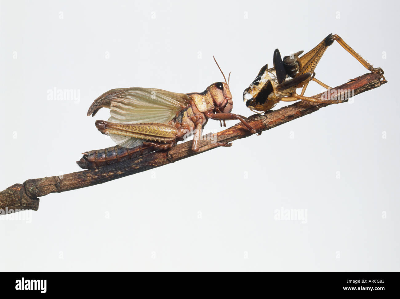 Strong Hind Legs High Resolution Stock Photography and Images - Alamy