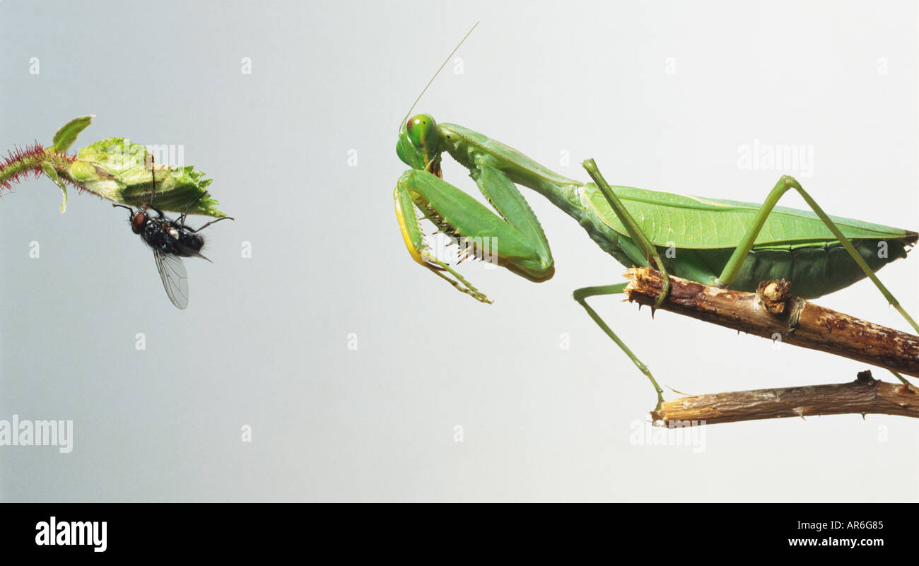 Bright green Praying Mantis, two pairs of hind legs gripping onto woody ...