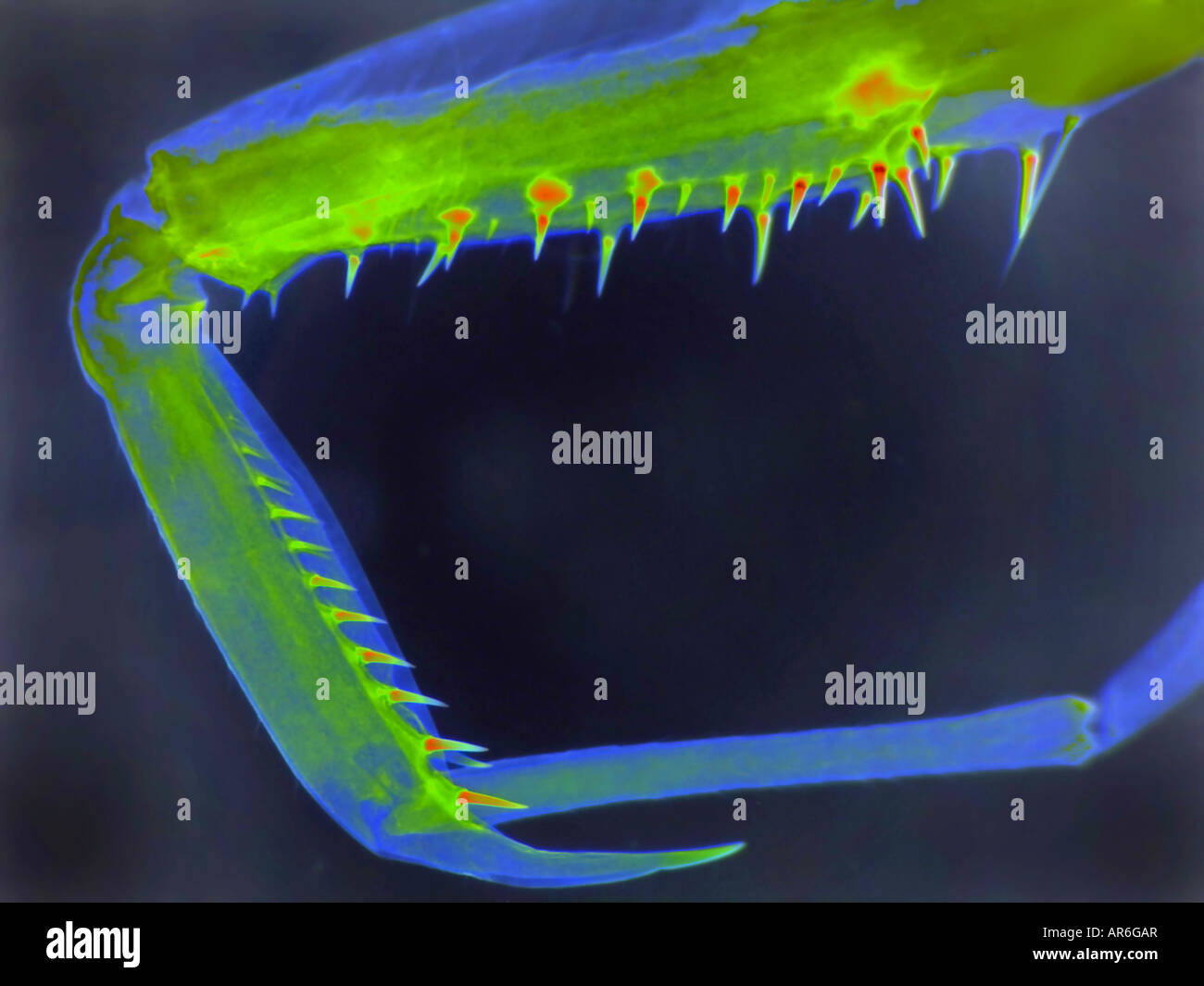 praying mantis foreleg portion Stock Photo - Alamy