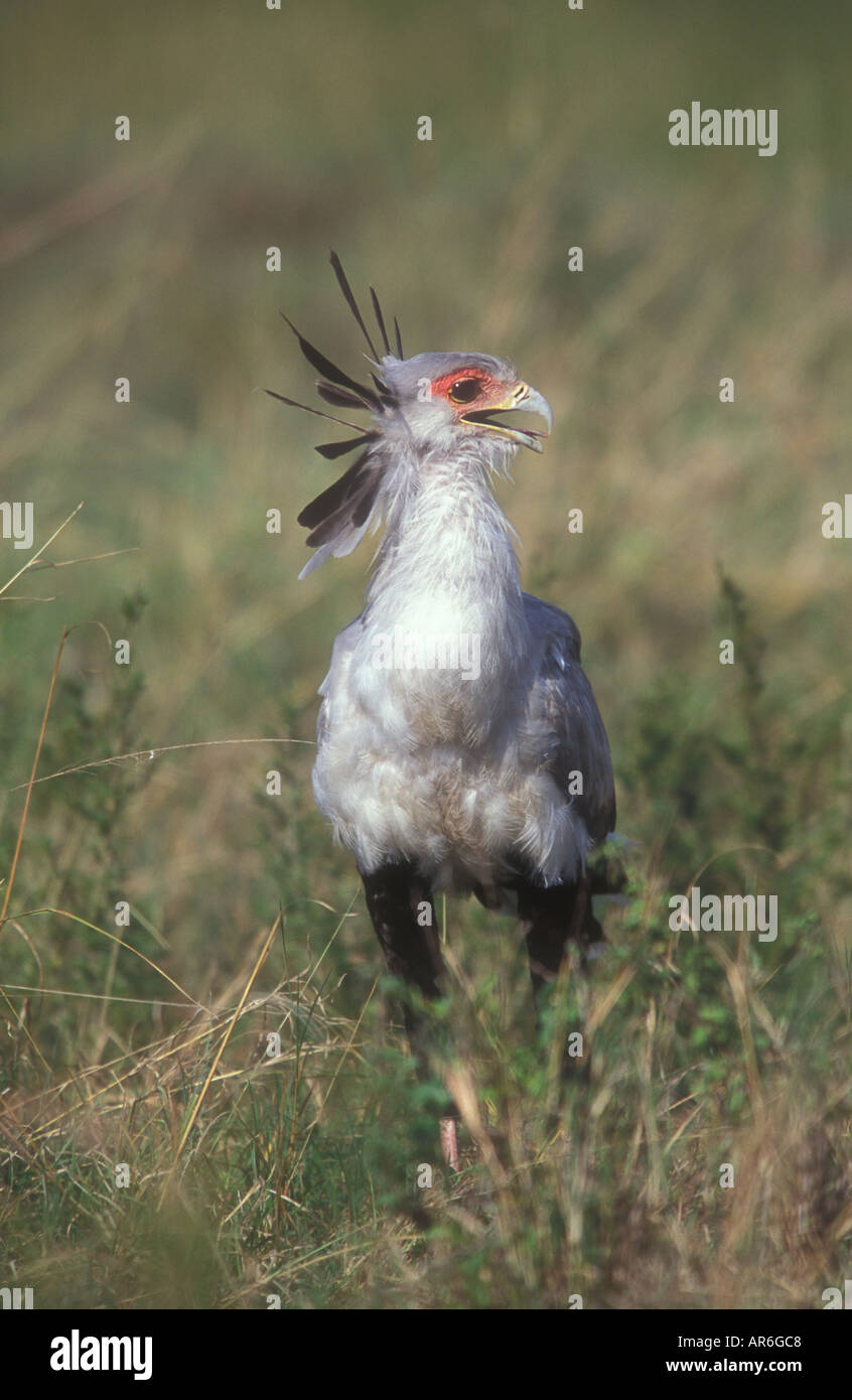 Secretary bird ecology hi-res stock photography and images - Alamy