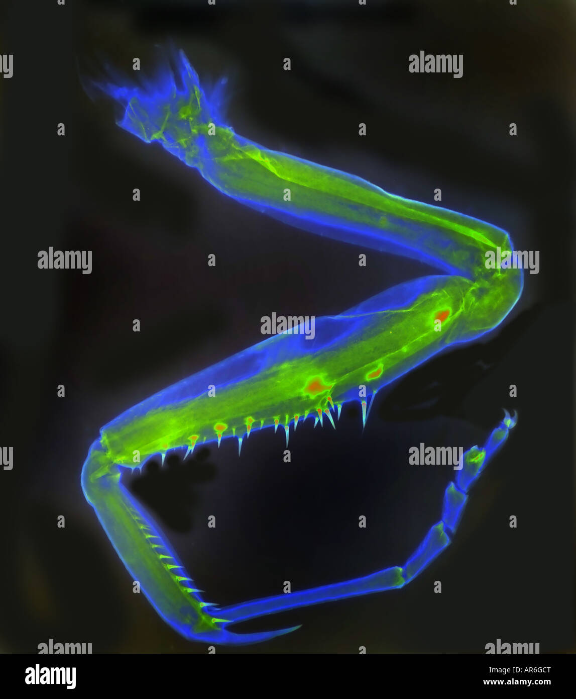 Praying mantis foreleg Stock Photo - Alamy