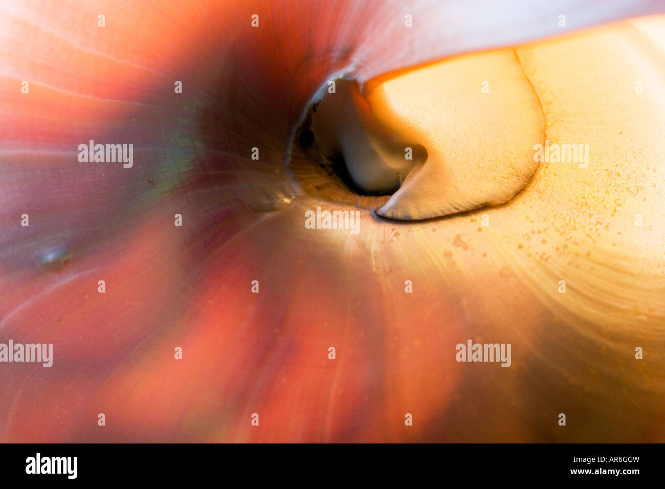 Cephalopod beak hi-res stock photography and images - Alamy