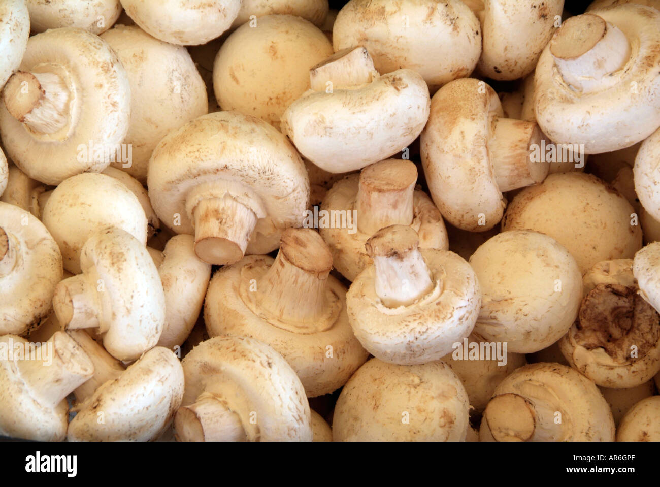 fresh button mushroom fungi Stock Photo - Alamy