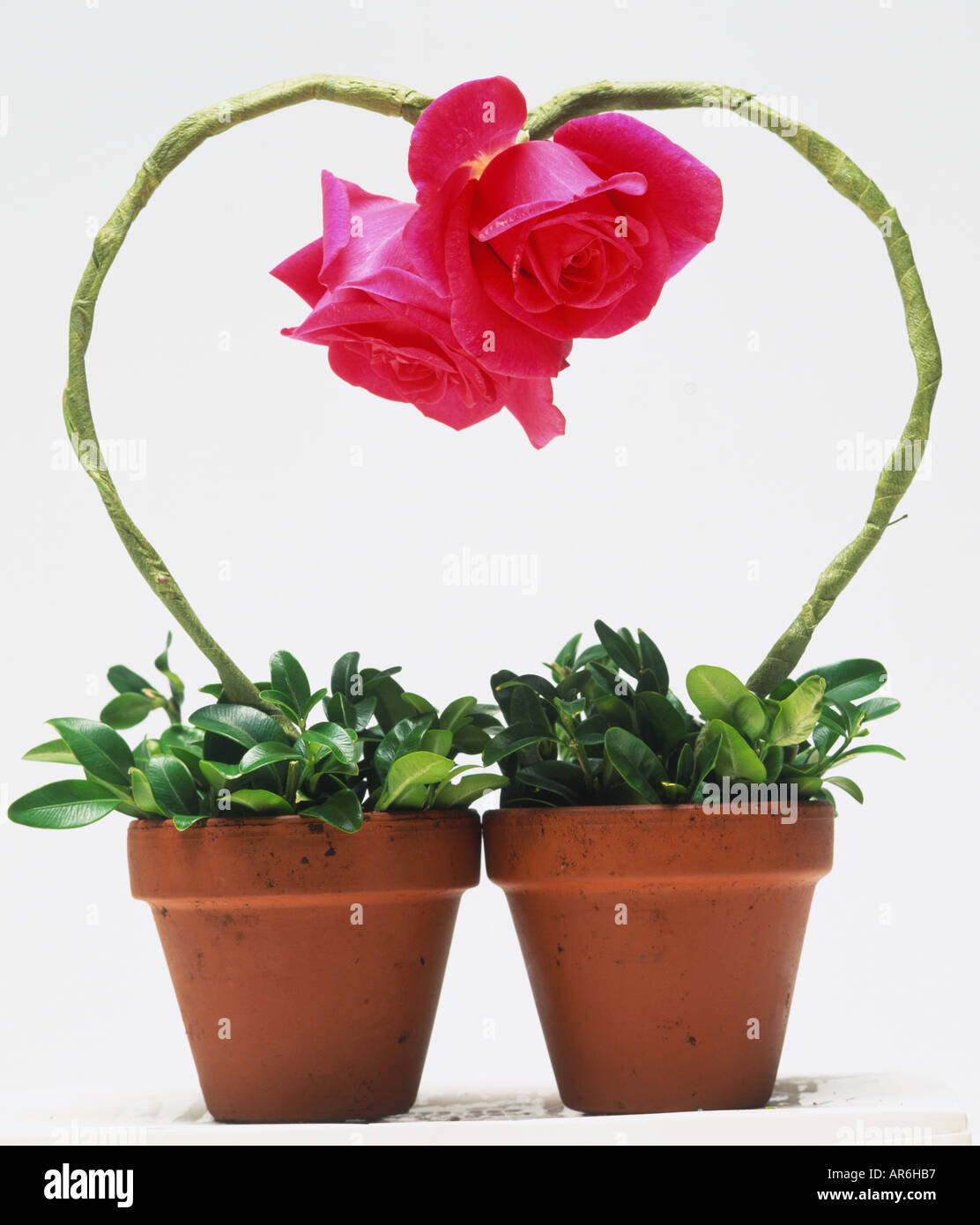 Two potted plants, long artificial green stems rising from pots and ...